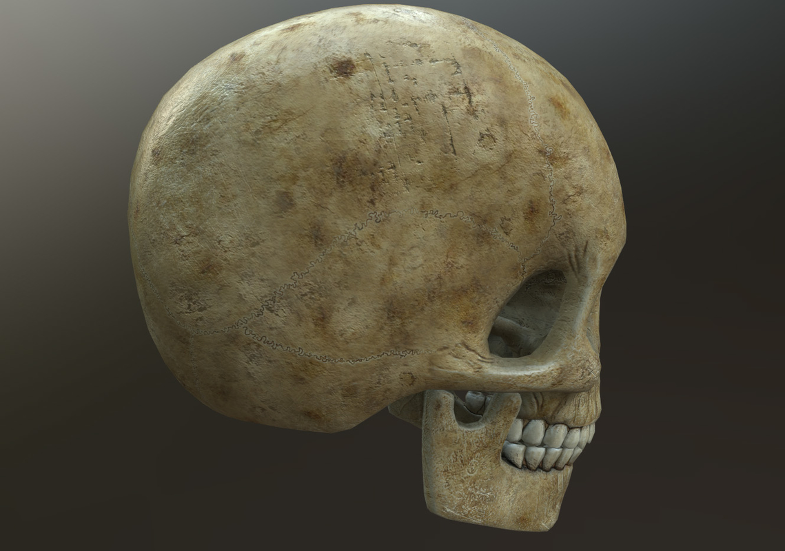 3d model human skull