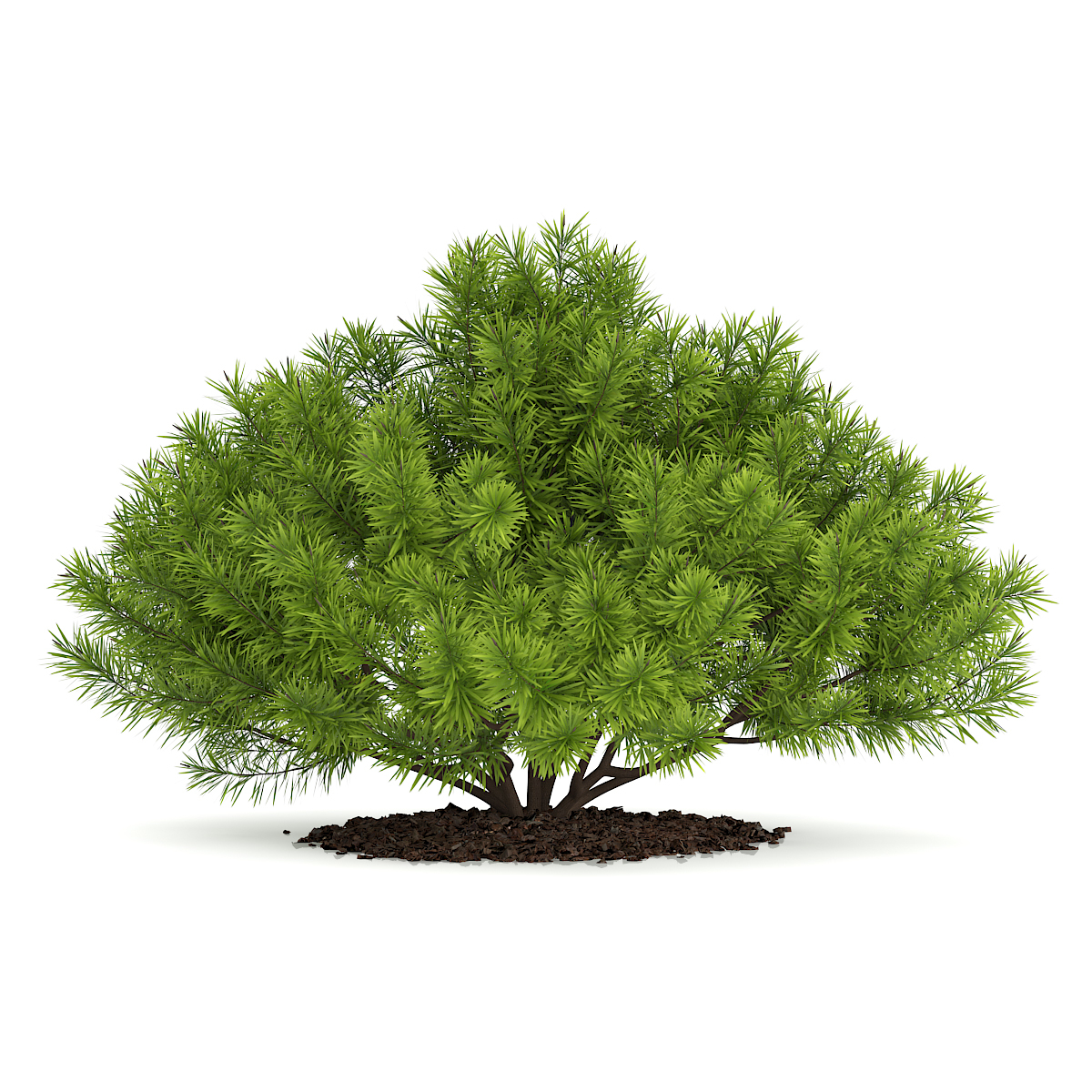 max pine shrub pinus