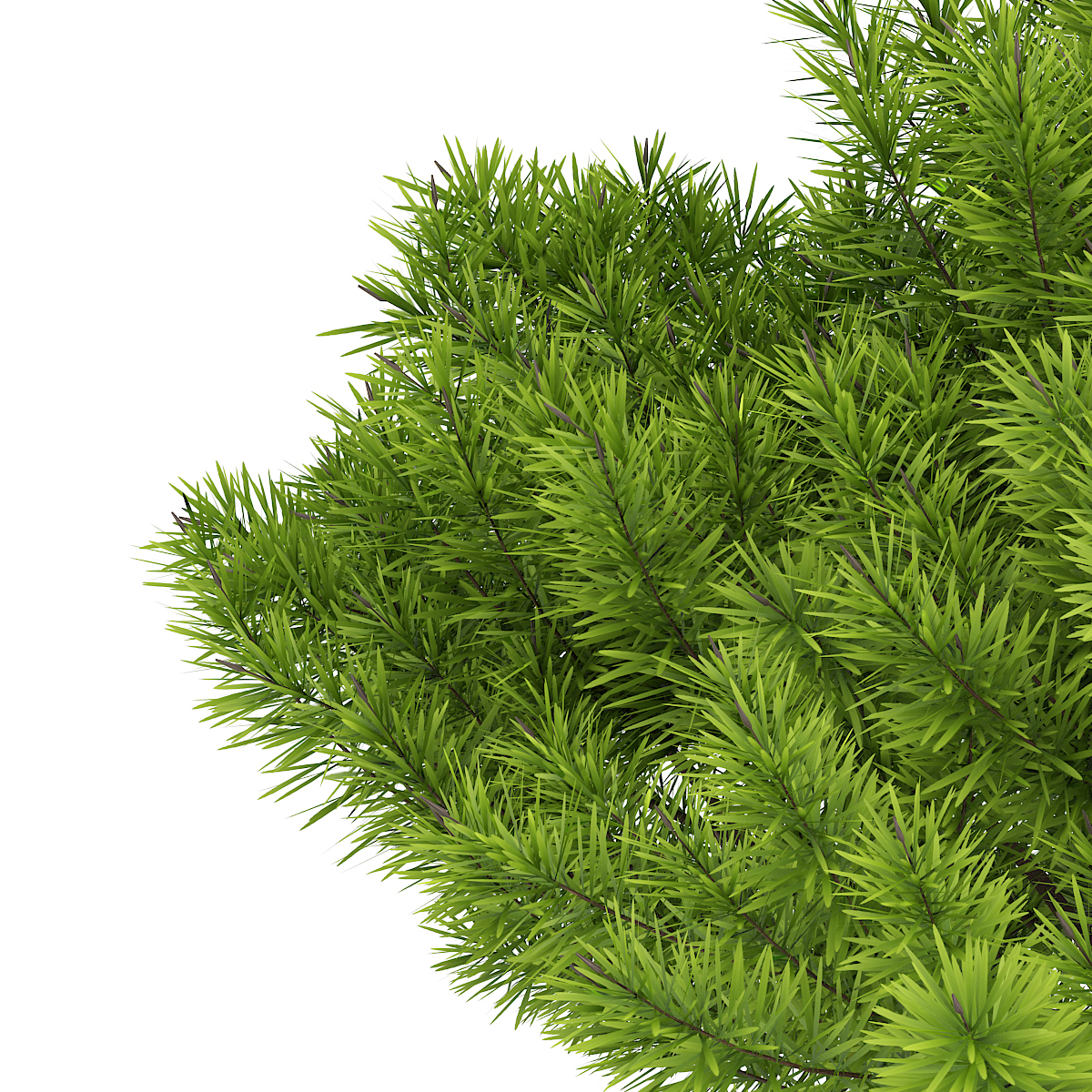 max pine shrub pinus
