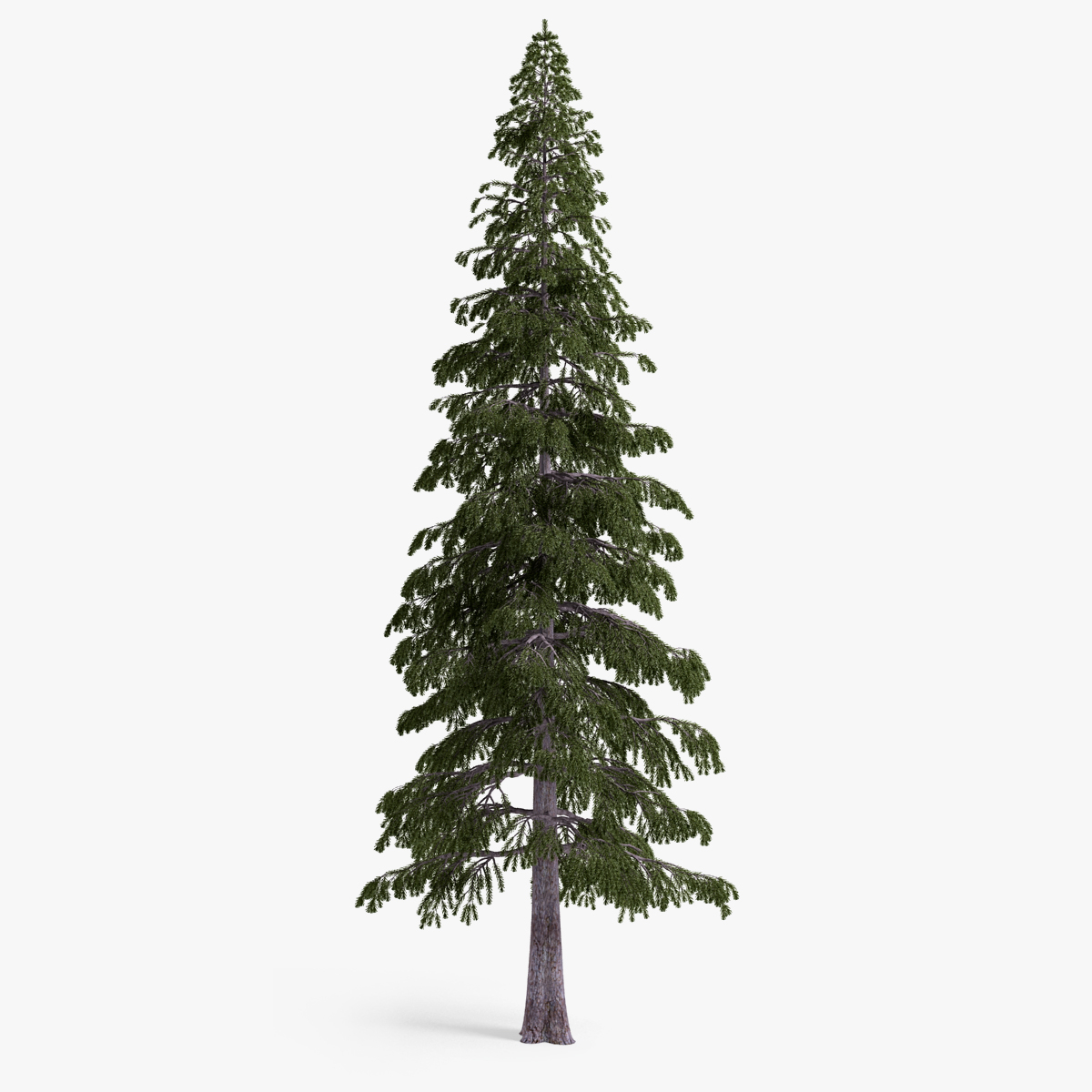 fir-tree 3d model