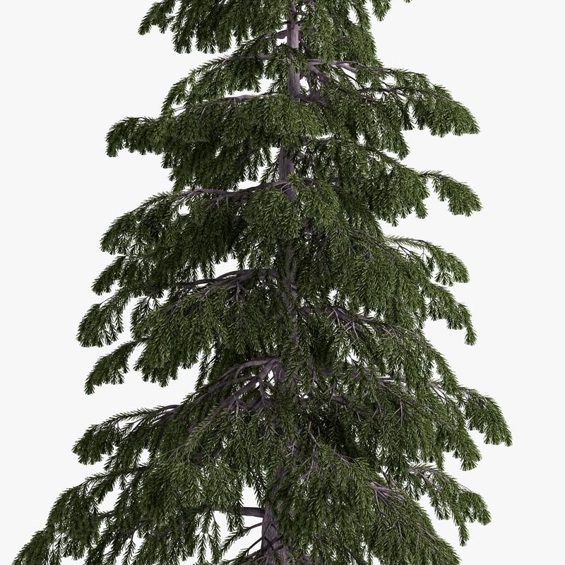 fir-tree 3d model