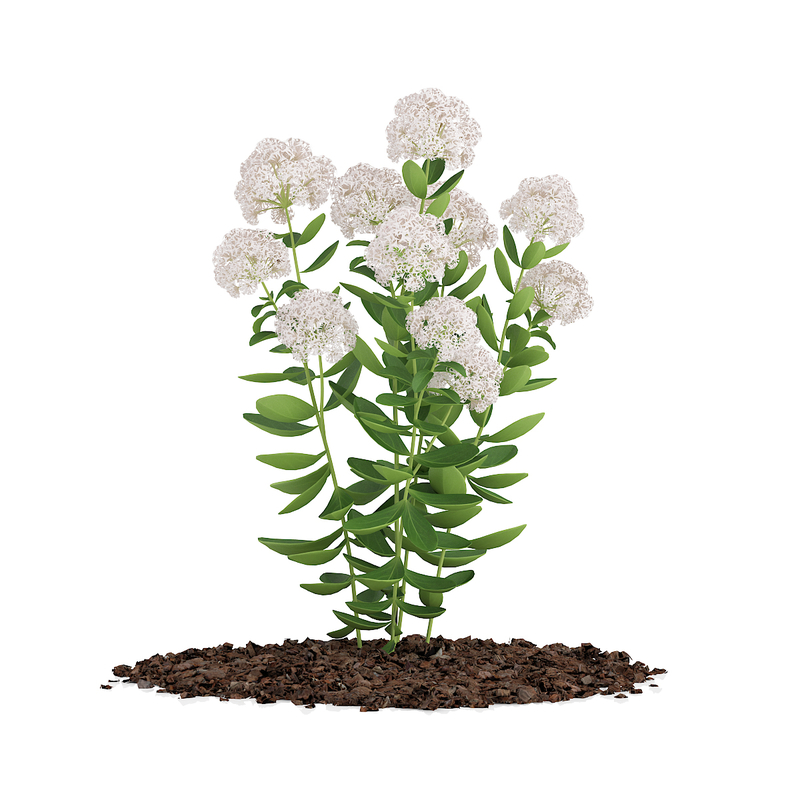 flowering sedum plant 3d model
