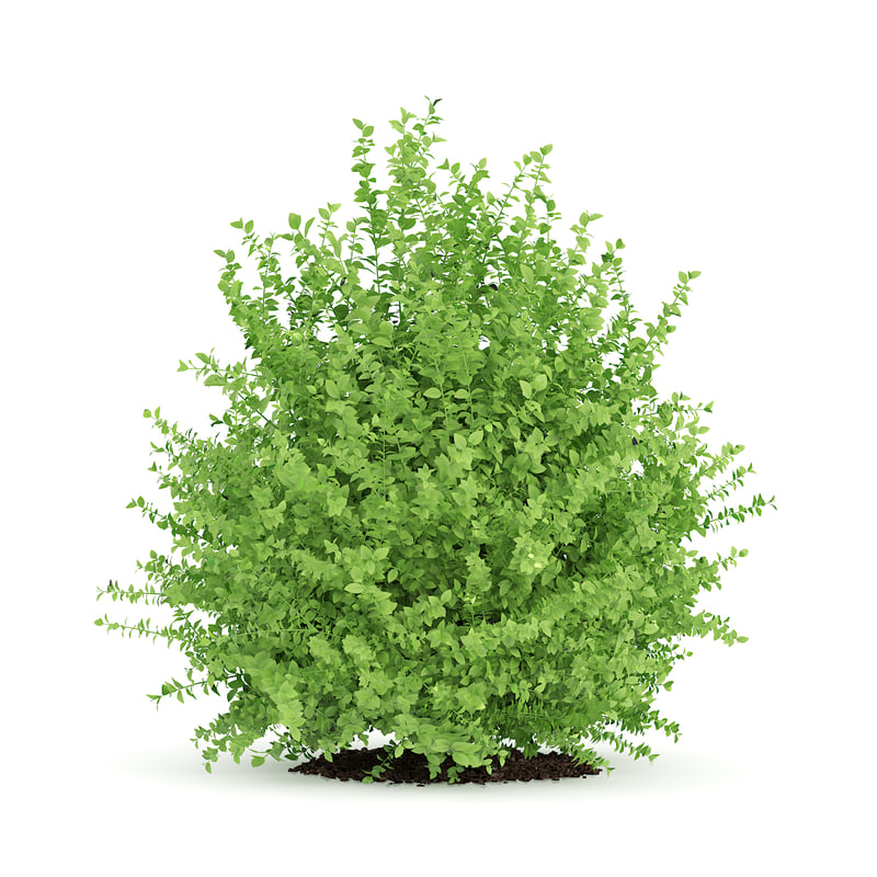3d model of large boxwood plant buxus