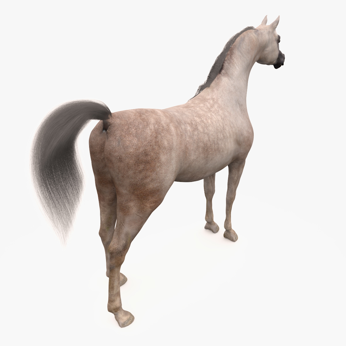 3d model horse arabian grey