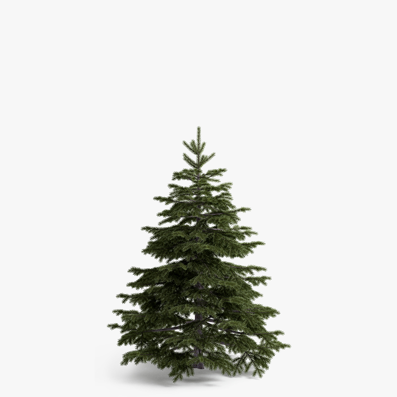 3d fir-tree 02 model