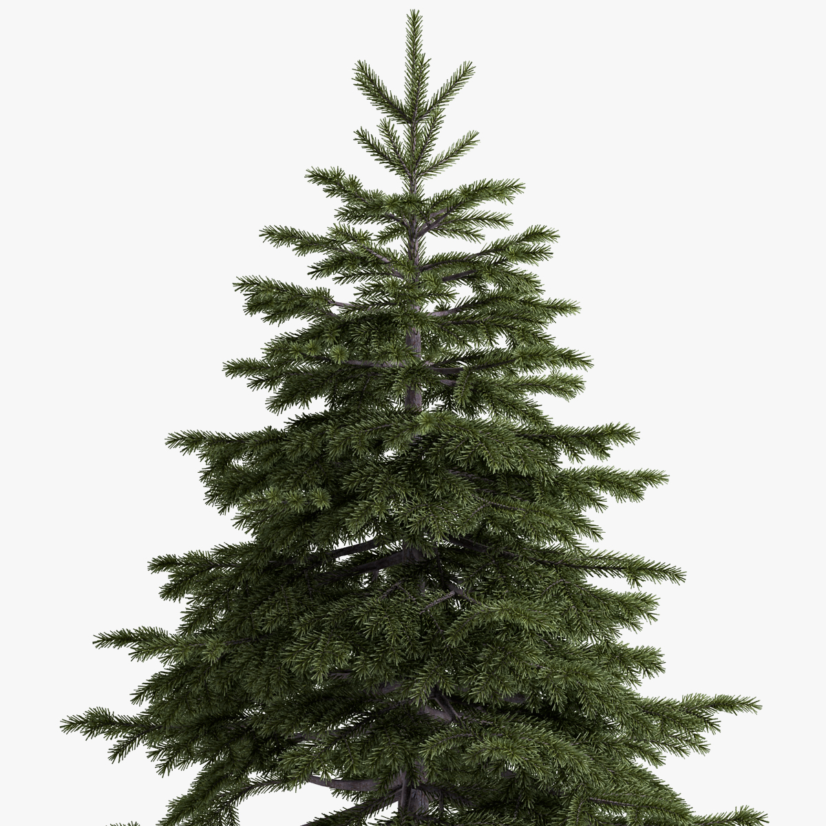 3d fir-tree 02 model