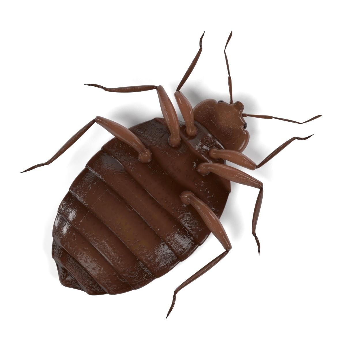 bedbug male 3d 3ds