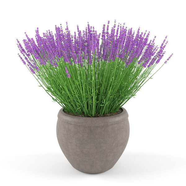 English Lavender 3D Models for Download | TurboSquid