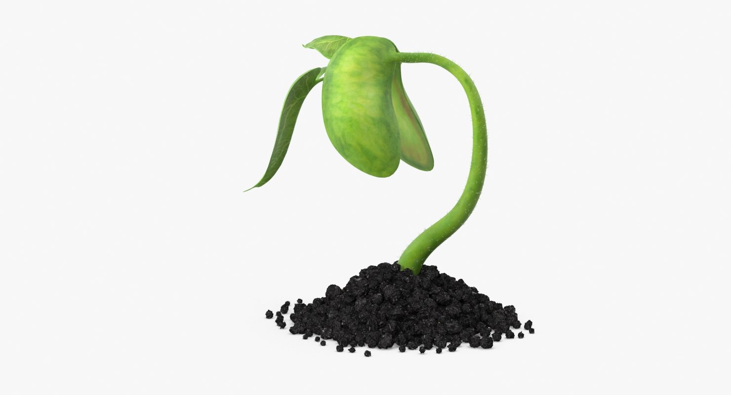 plant sprout 3d model