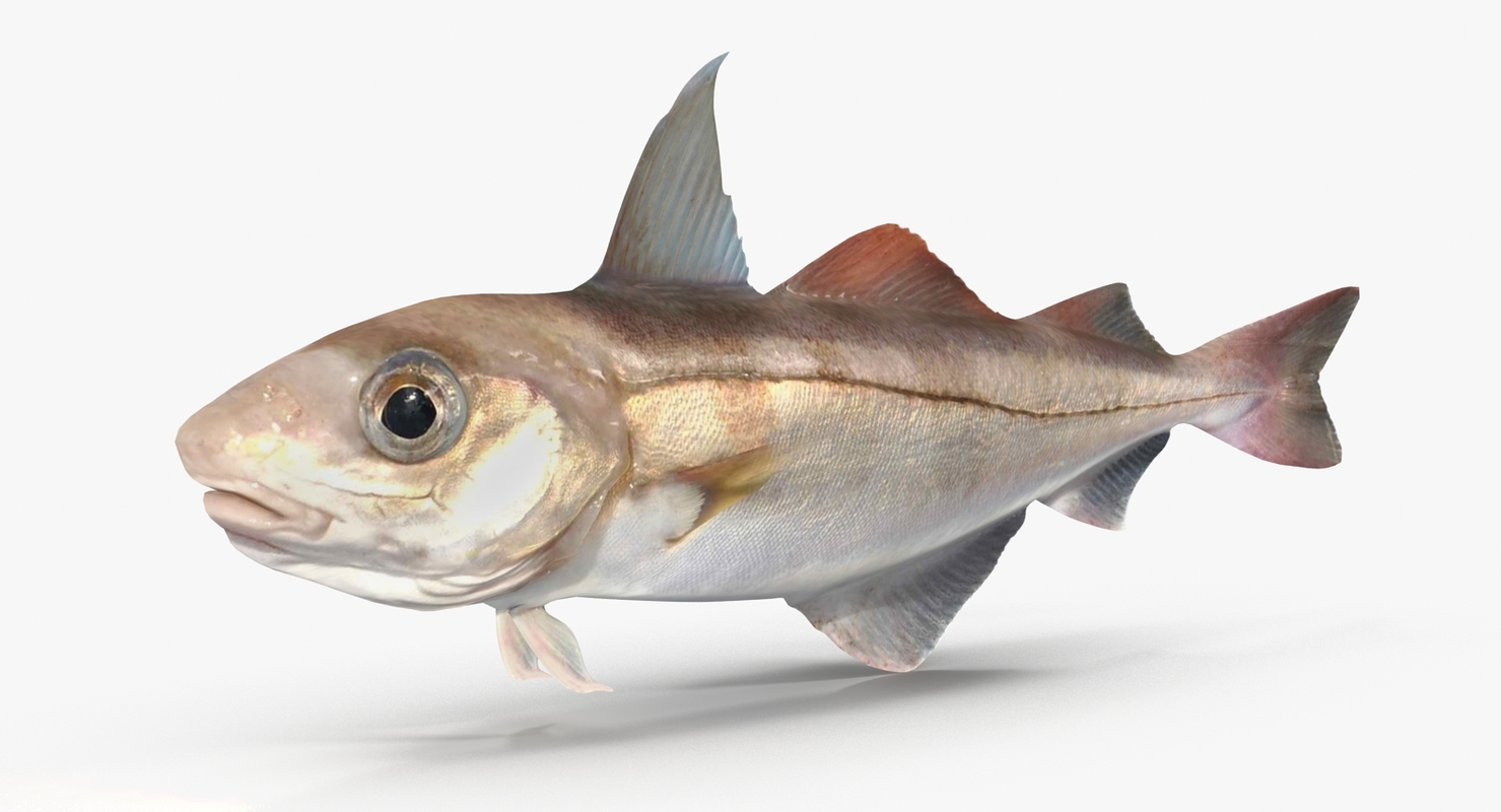 3d haddock model