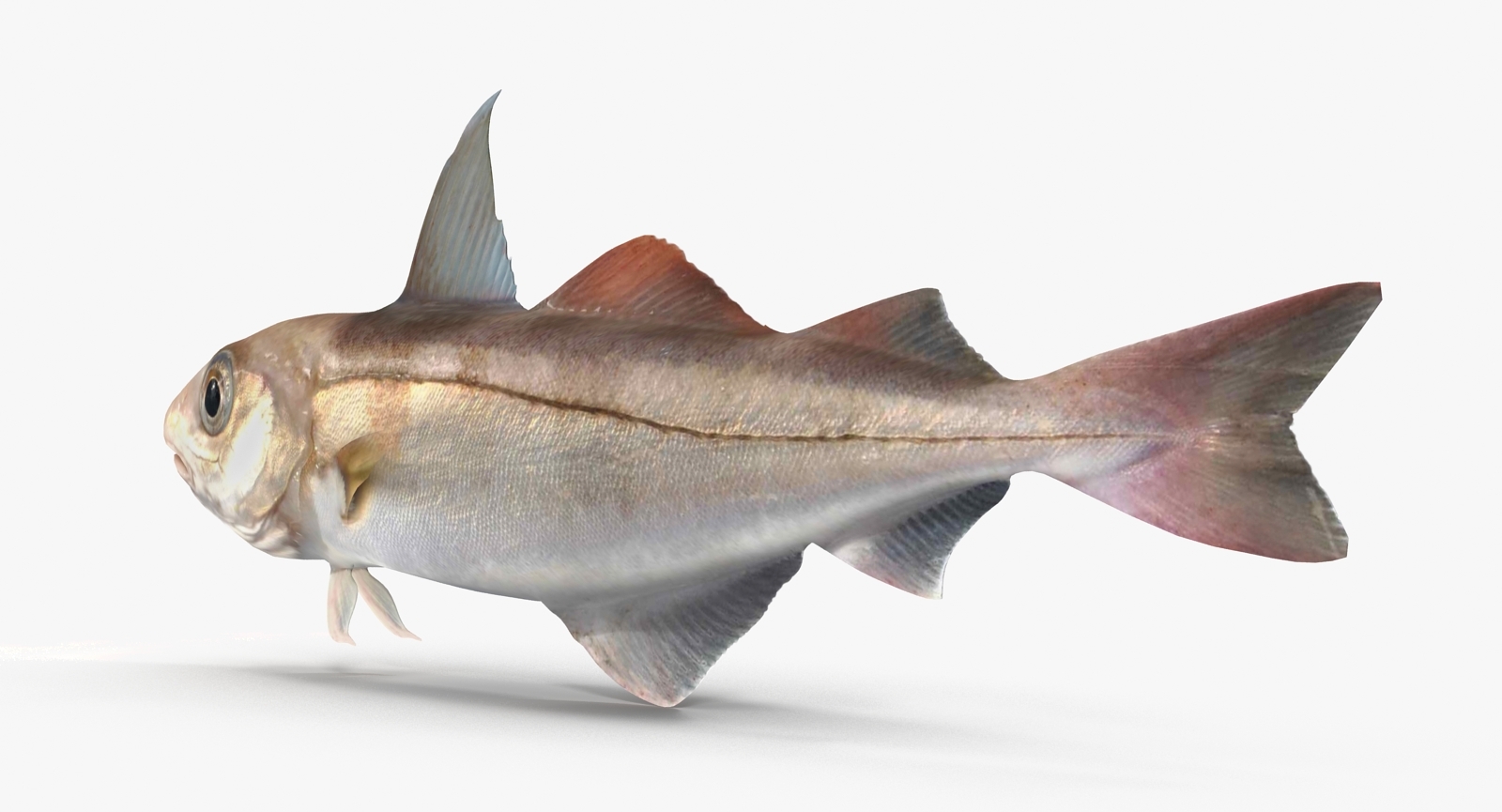 3d haddock model