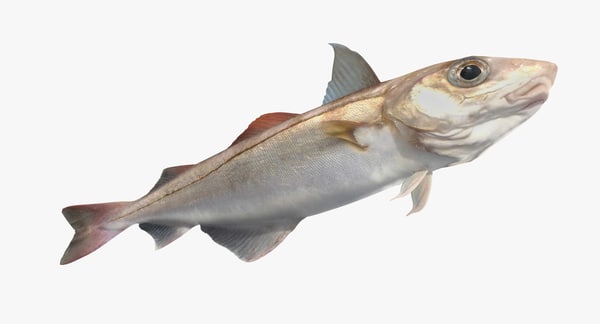 3d haddock model