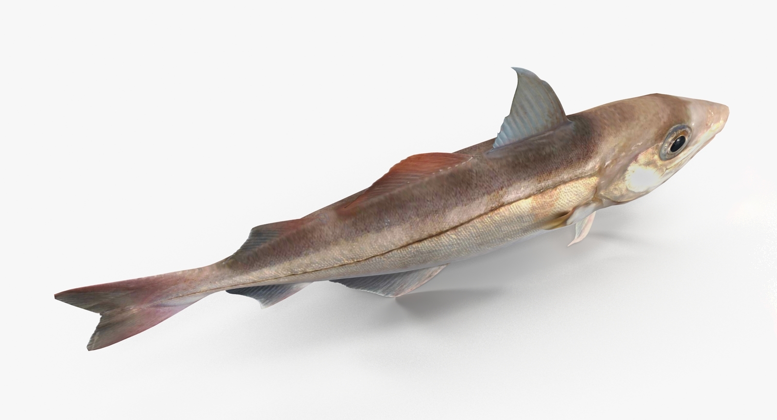3d haddock model