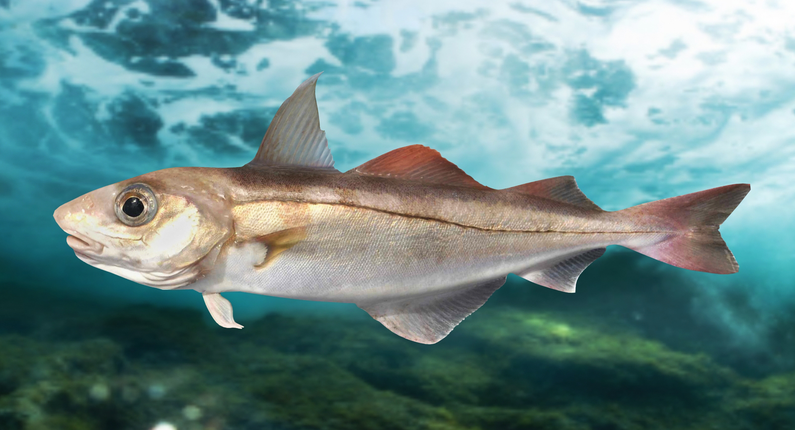 3d haddock model
