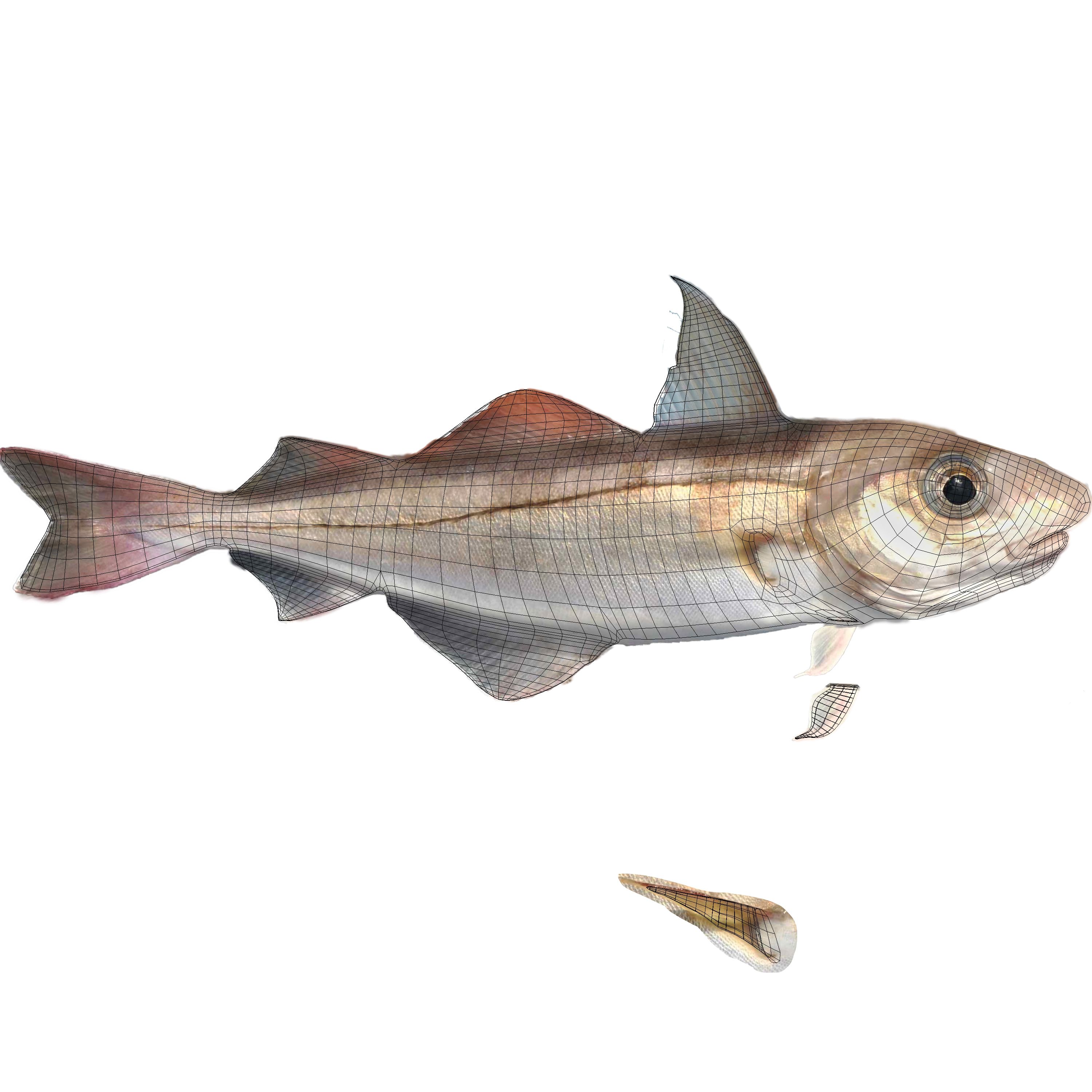 3d haddock model