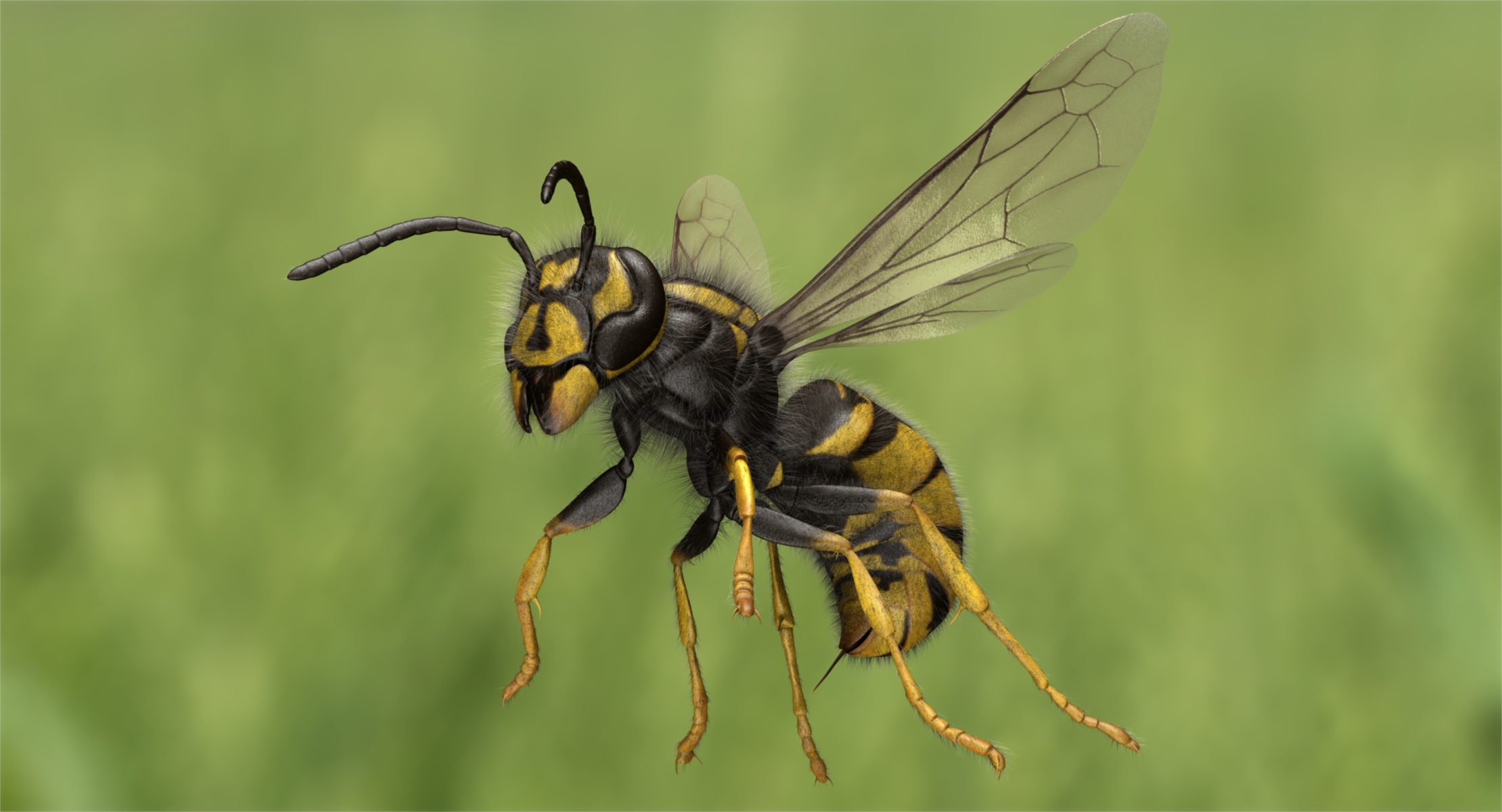 vespula vulgaris common wasp 3d obj