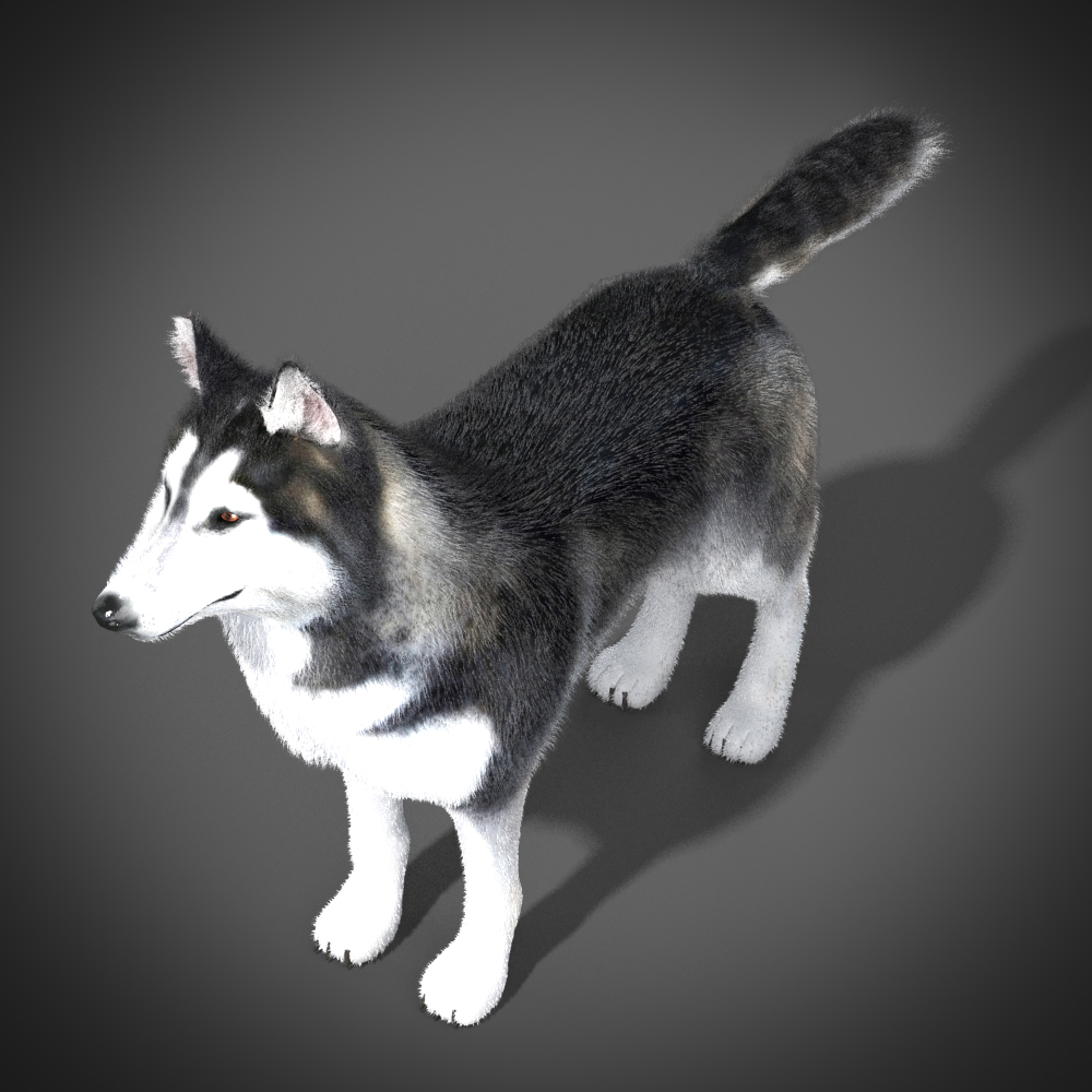 3d siberian husky rigged