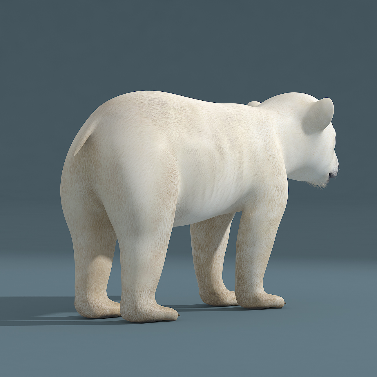 polar bear baby 3d model