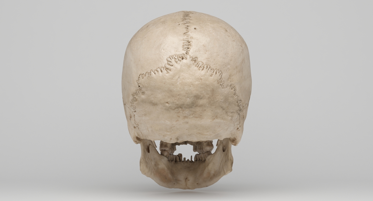 real human skull scan 3d model
