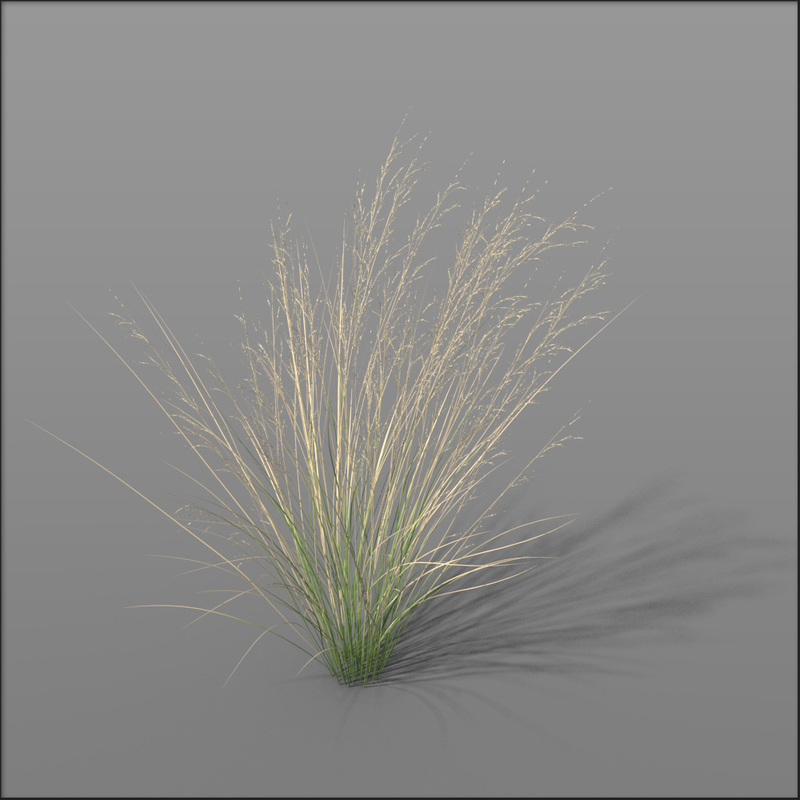 c4d grass dune grass1