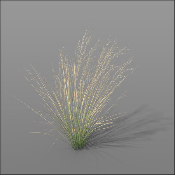 c4d grass dune grass1