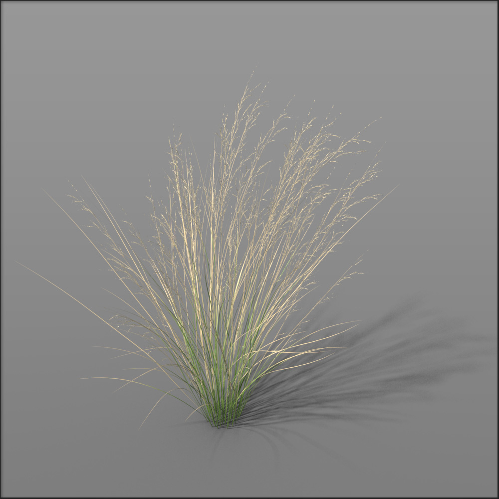 c4d grass dune grass1
