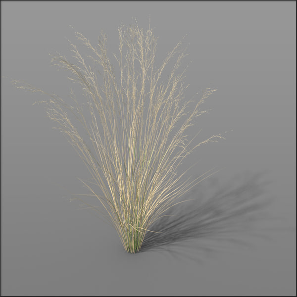 c4d grass dune grass1