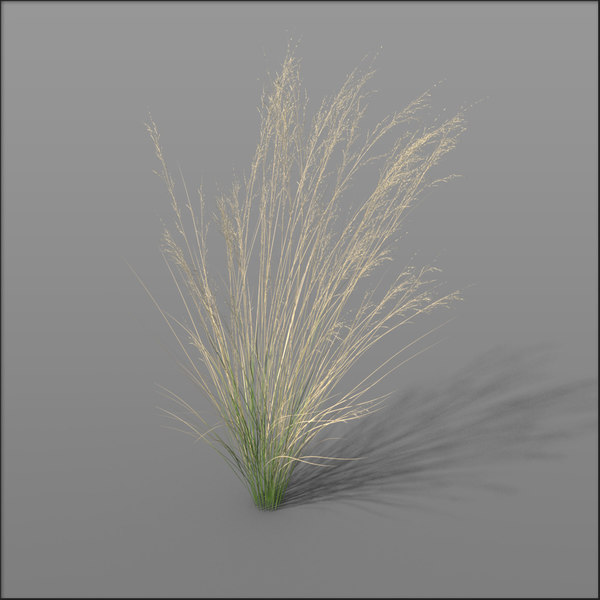 c4d grass dune grass1