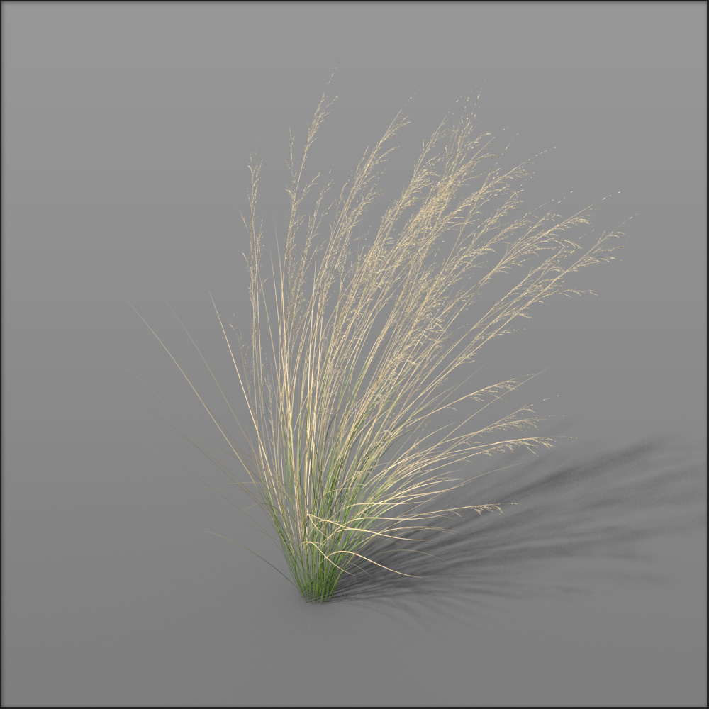 c4d grass dune grass1
