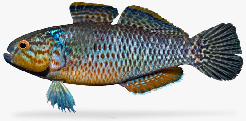 dormitator maculatus 3d ma