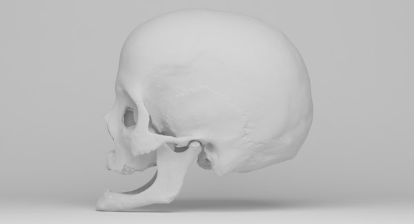 real human skull scan 3d model