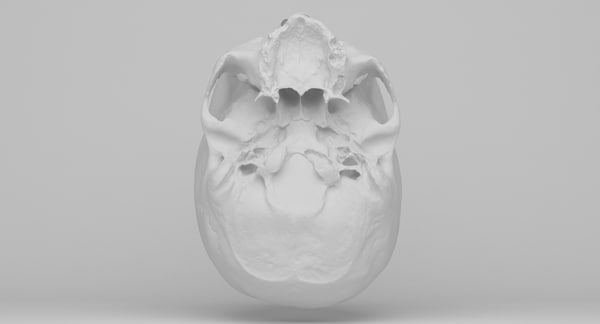 real human skull scan 3d model