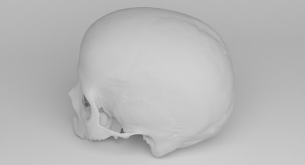 real human skull scan 3d model