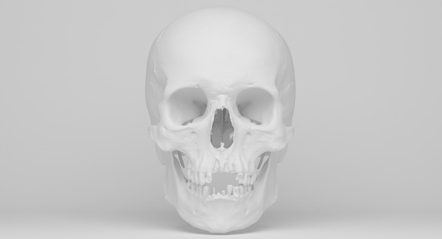 real human skull scan 3d model