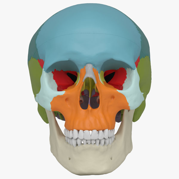 3dsmax pixel human skull