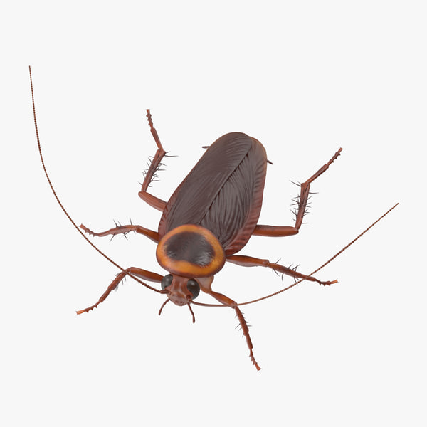 Cockroach 3D Models for Download | TurboSquid
