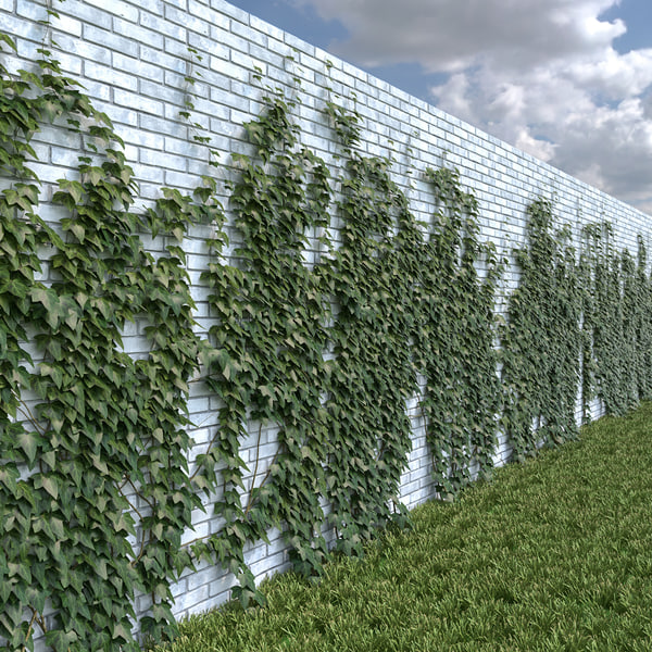 Ivy 3D Models for Download | TurboSquid