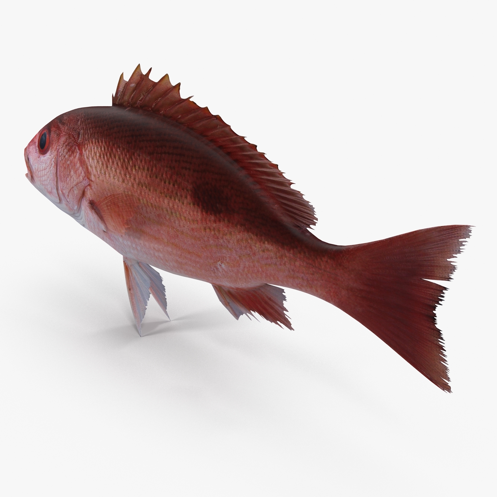 fish 3d model
