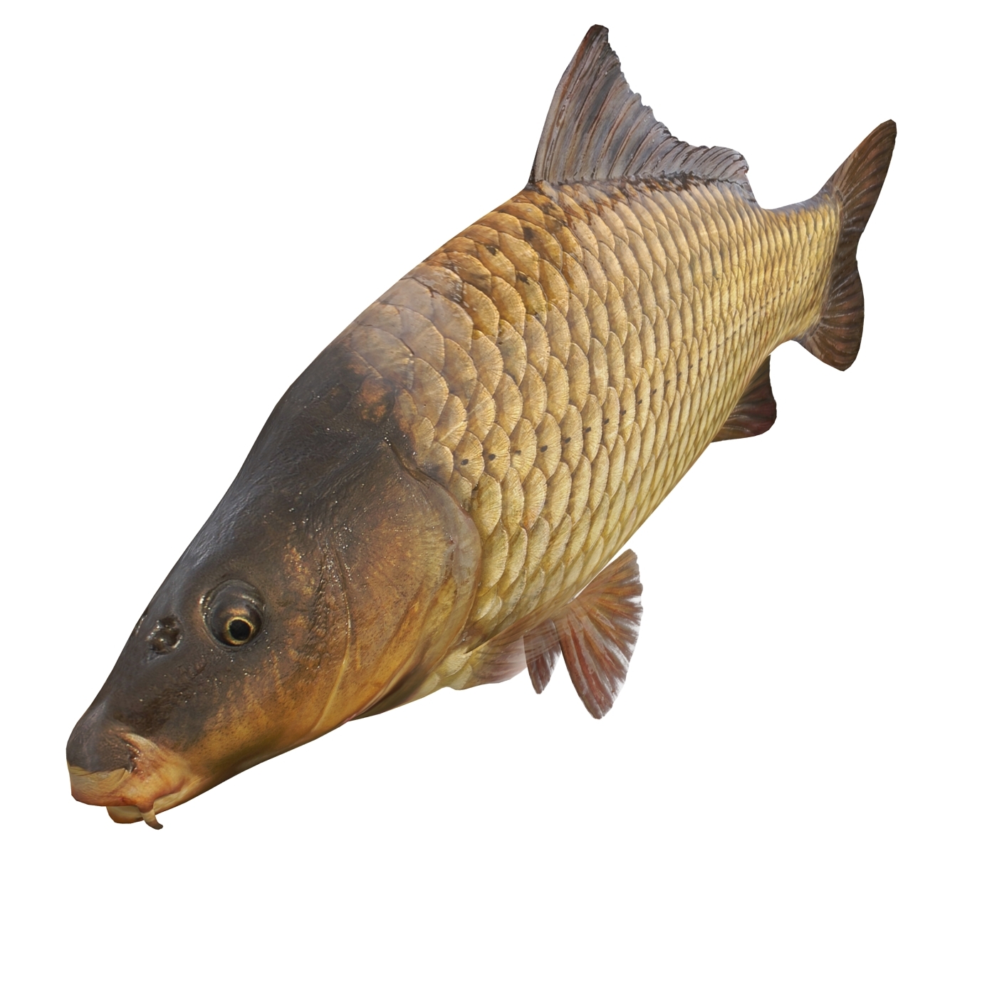 fish 3d model