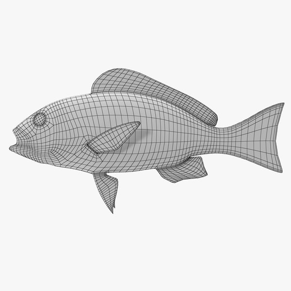 fish 3d model