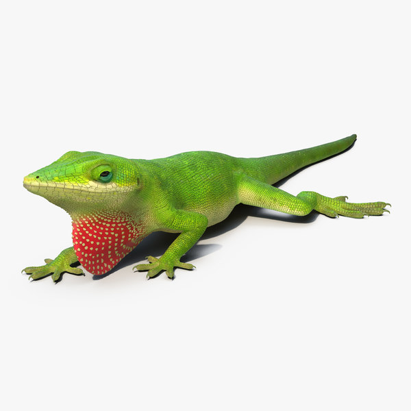Lizard 3D Models for Download | TurboSquid
