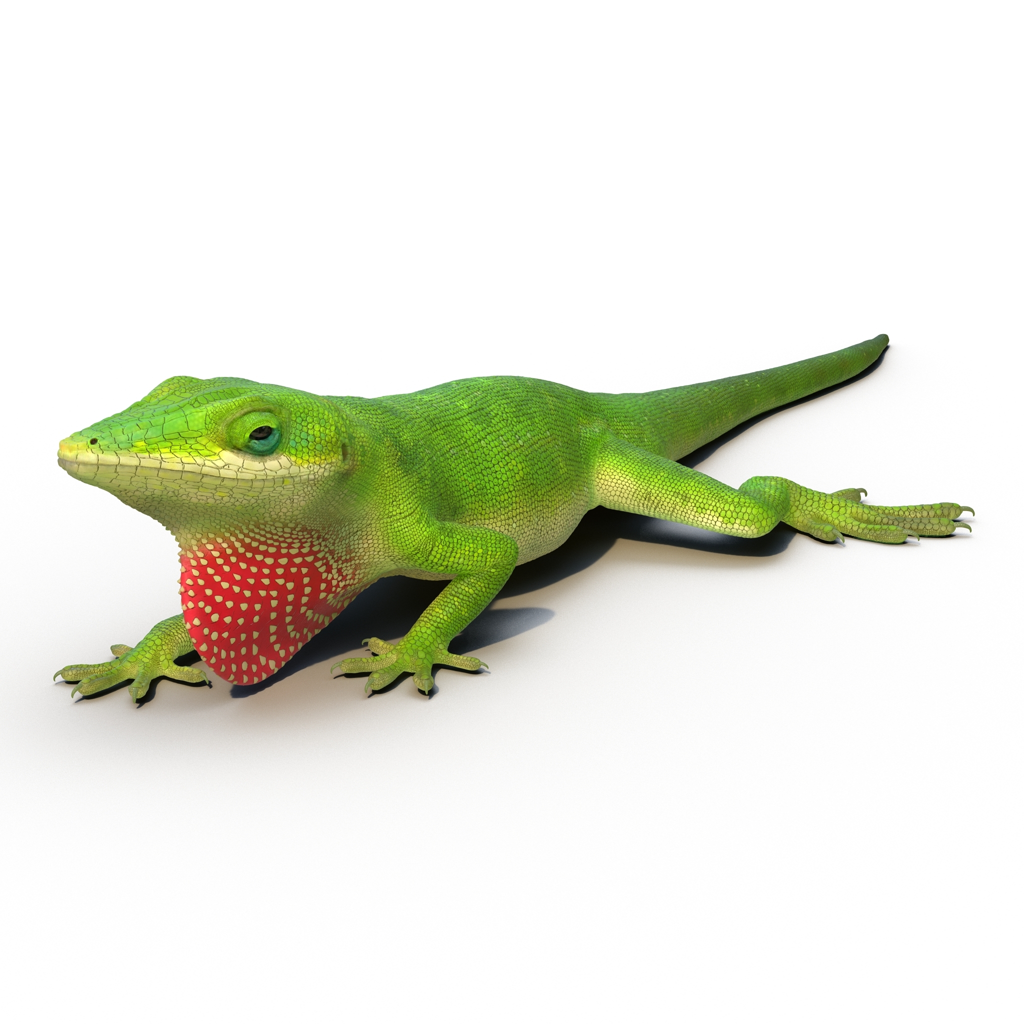 3d model of carolina anole lizard pose