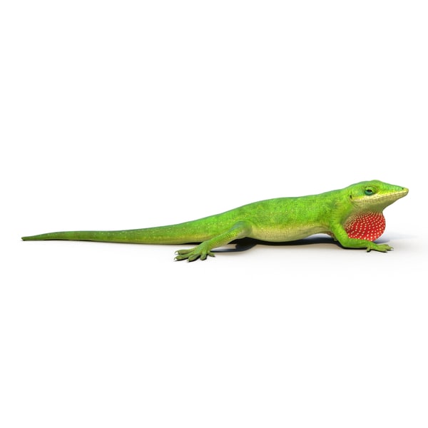 3d model of carolina anole lizard pose