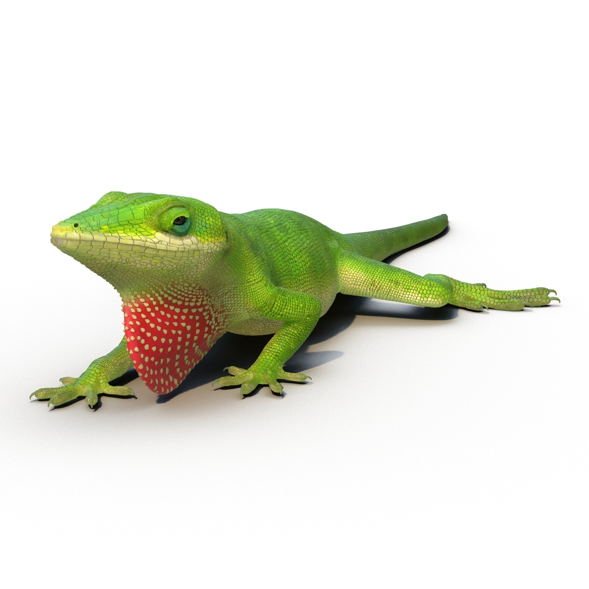 3d model of carolina anole lizard pose