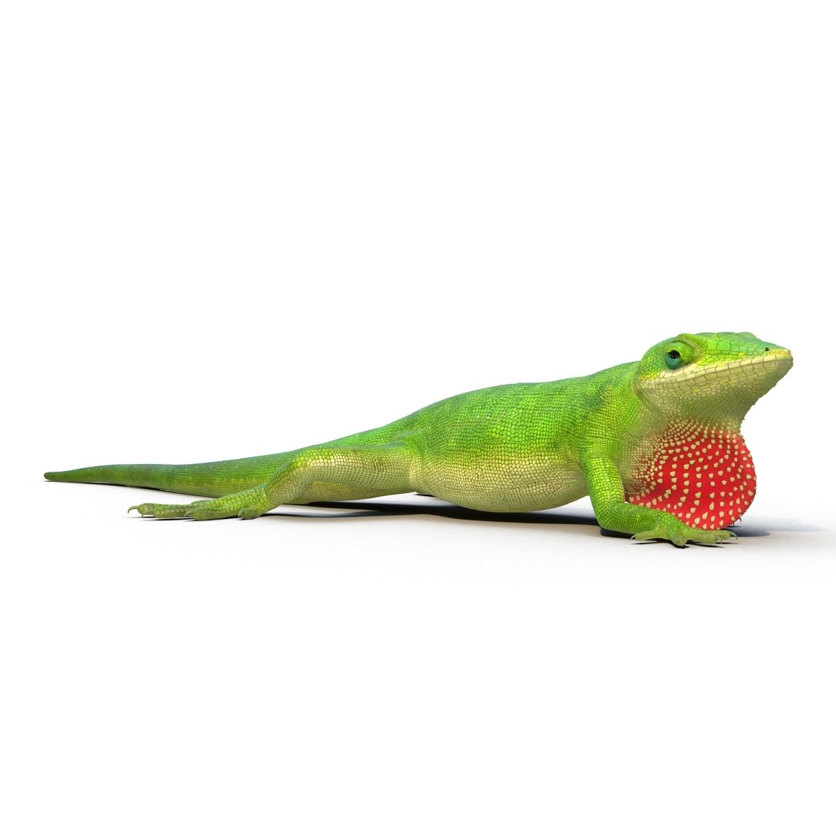 3d model of carolina anole lizard pose