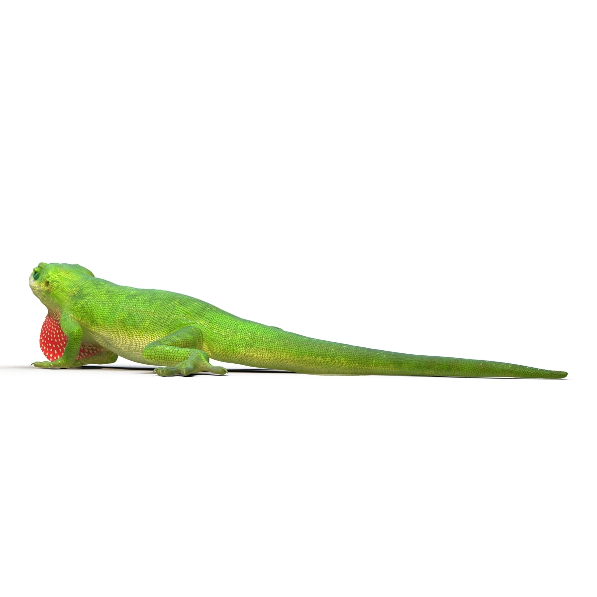 3d model of carolina anole lizard pose