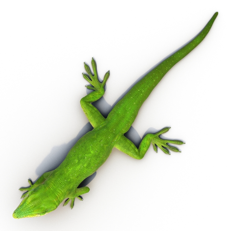 3d model of carolina anole lizard pose