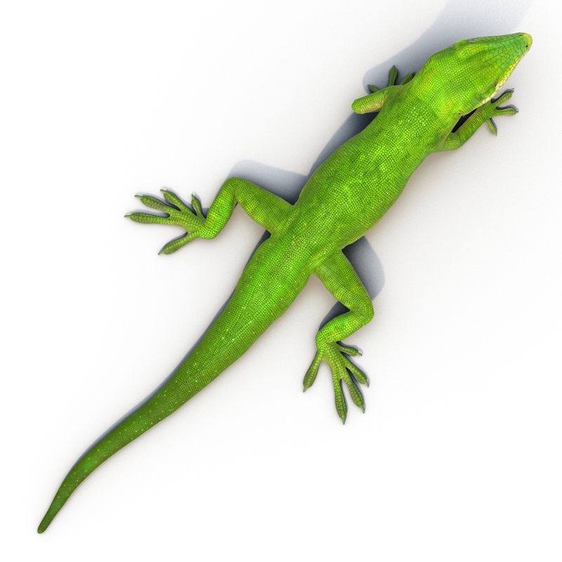 3d model of carolina anole lizard pose