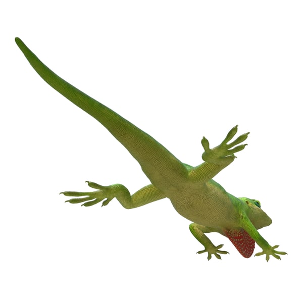 3d model of carolina anole lizard pose
