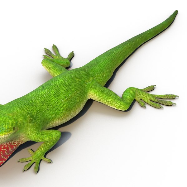 3d model of carolina anole lizard pose